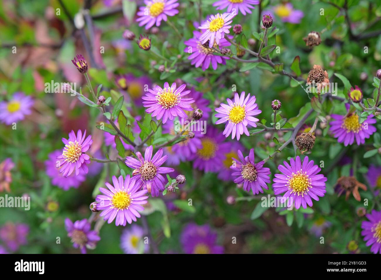 Purple Aster ageratoides ‘Ezo Murasaki’ or Michaelmas daisy, in flower ...