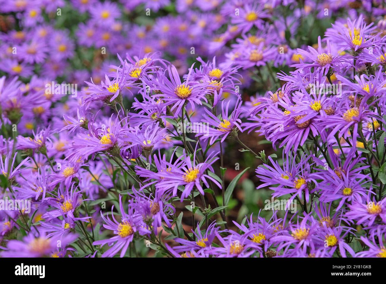 Purple Italian Aster amellus ‘Veilchenkonigin’ also known as Michaelmas ...