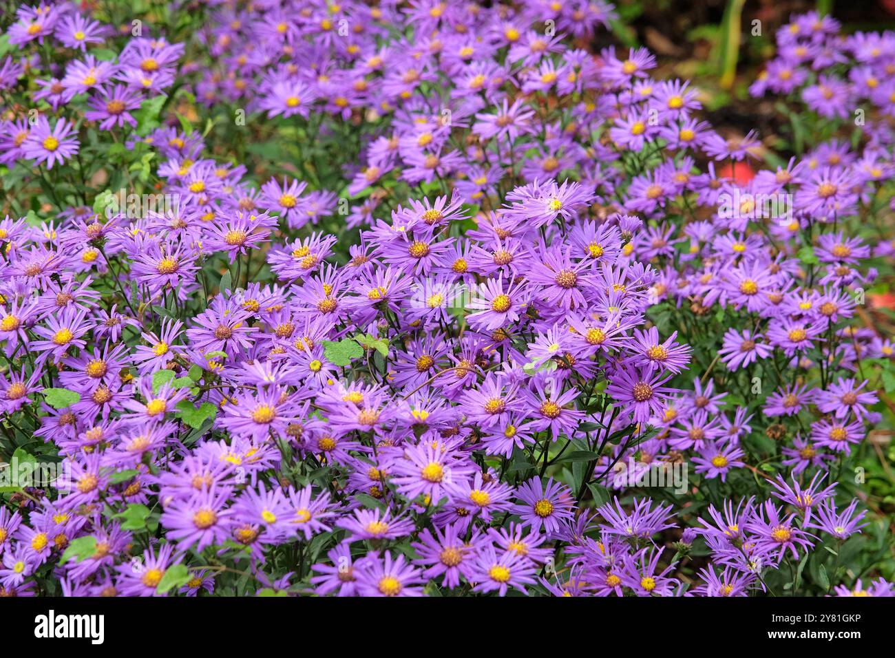 Purple Italian Aster amellus ‘Veilchenkonigin’ also known as Michaelmas ...