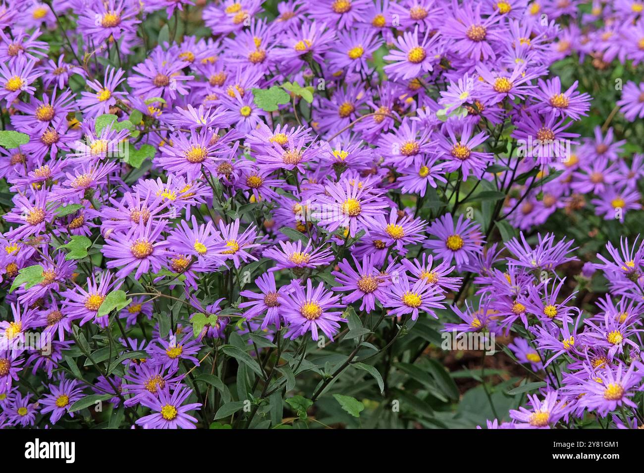 Purple Italian Aster amellus ‘Veilchenkonigin’ also known as Michaelmas ...