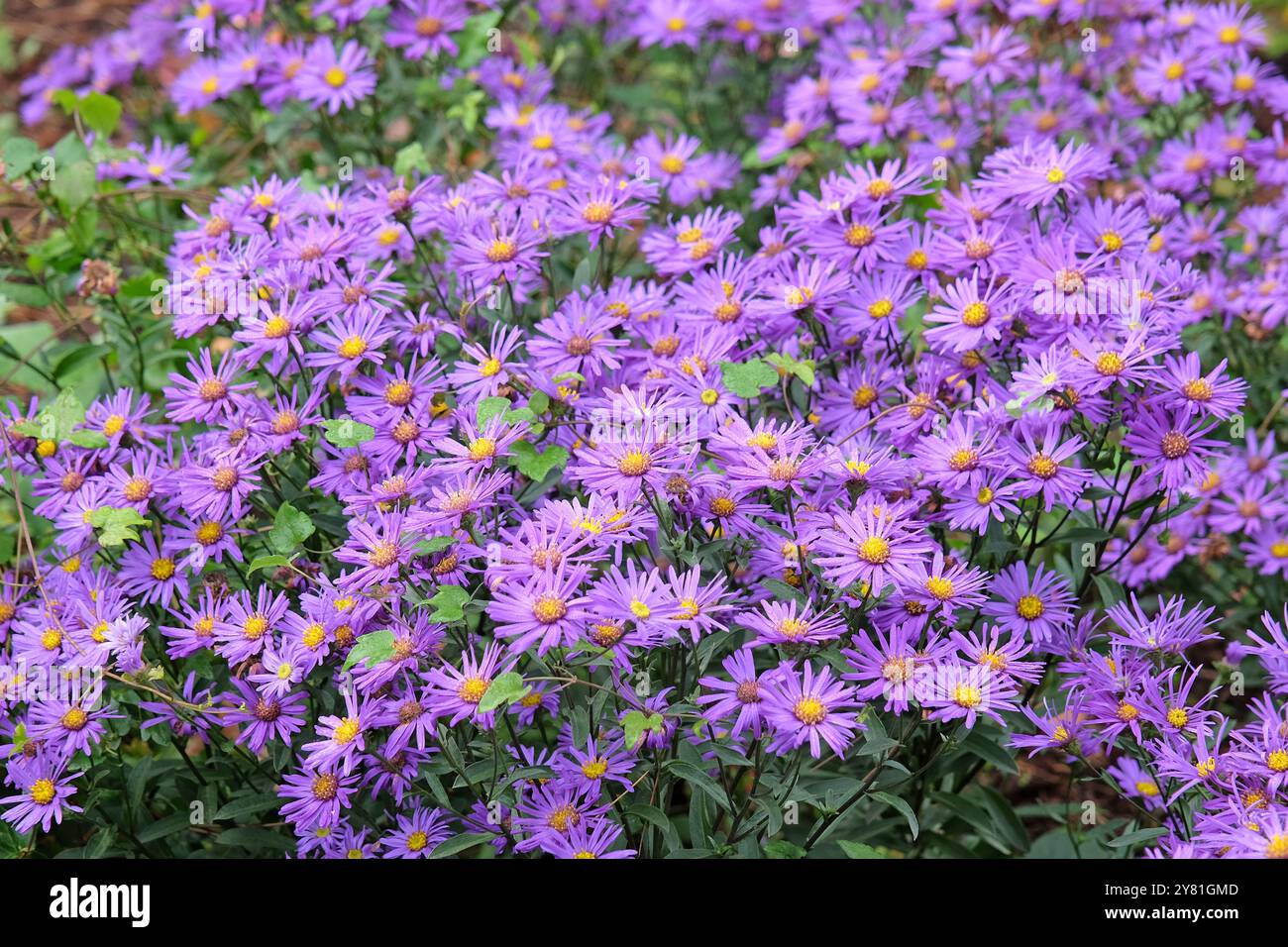 Purple Italian Aster amellus ‘Veilchenkonigin’ also known as Michaelmas ...