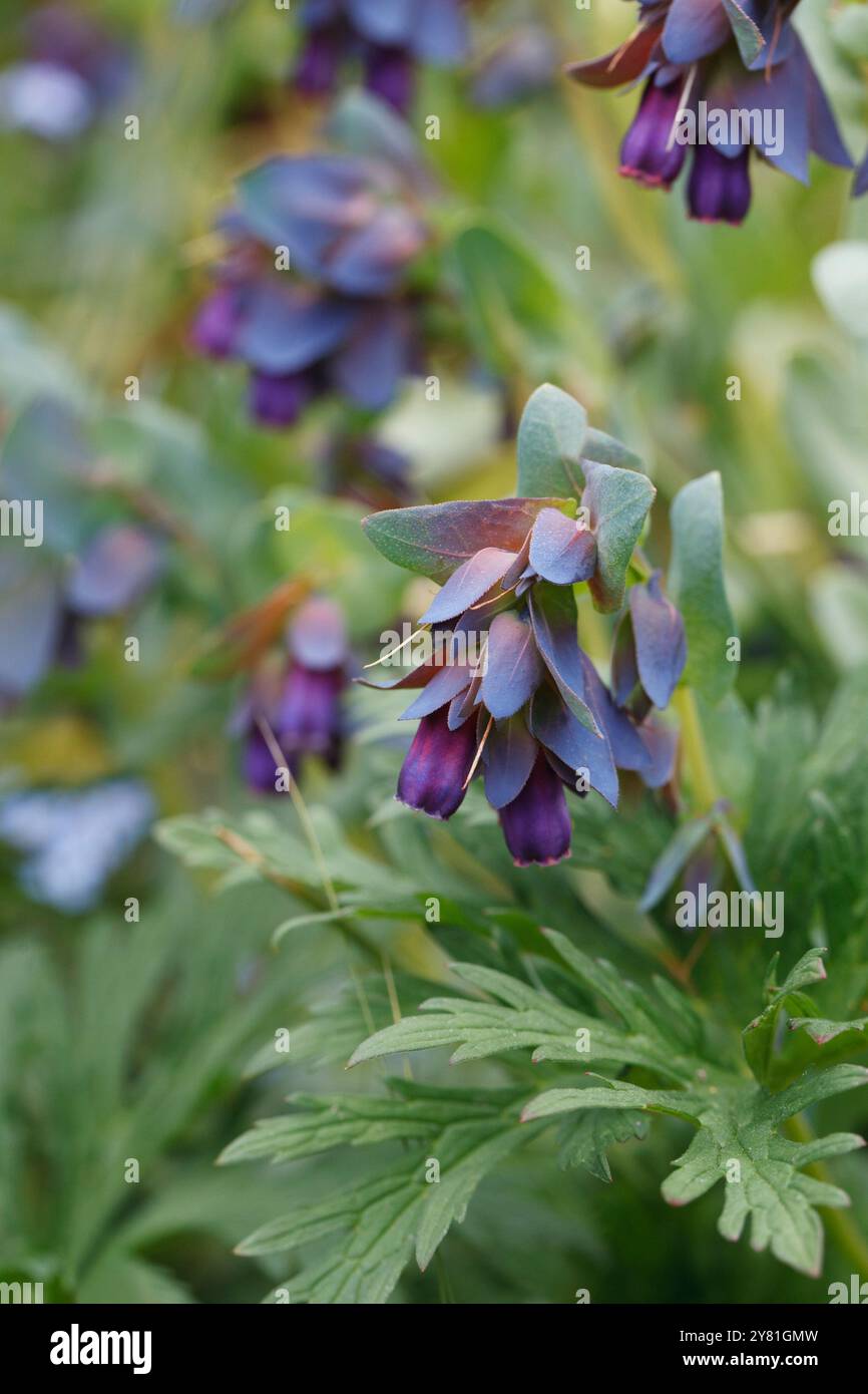 Cerinthe major purpurescens flowers Stock Photo - Alamy