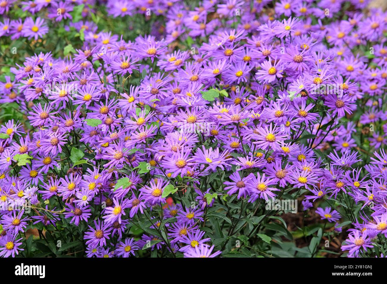 Purple Italian Aster amellus ‘Veilchenkonigin’ also known as Michaelmas ...
