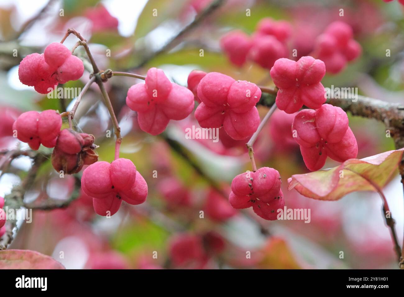 The red berries of Euonymus europaeus ‘Red Cascade’, or Spindle tree in ...