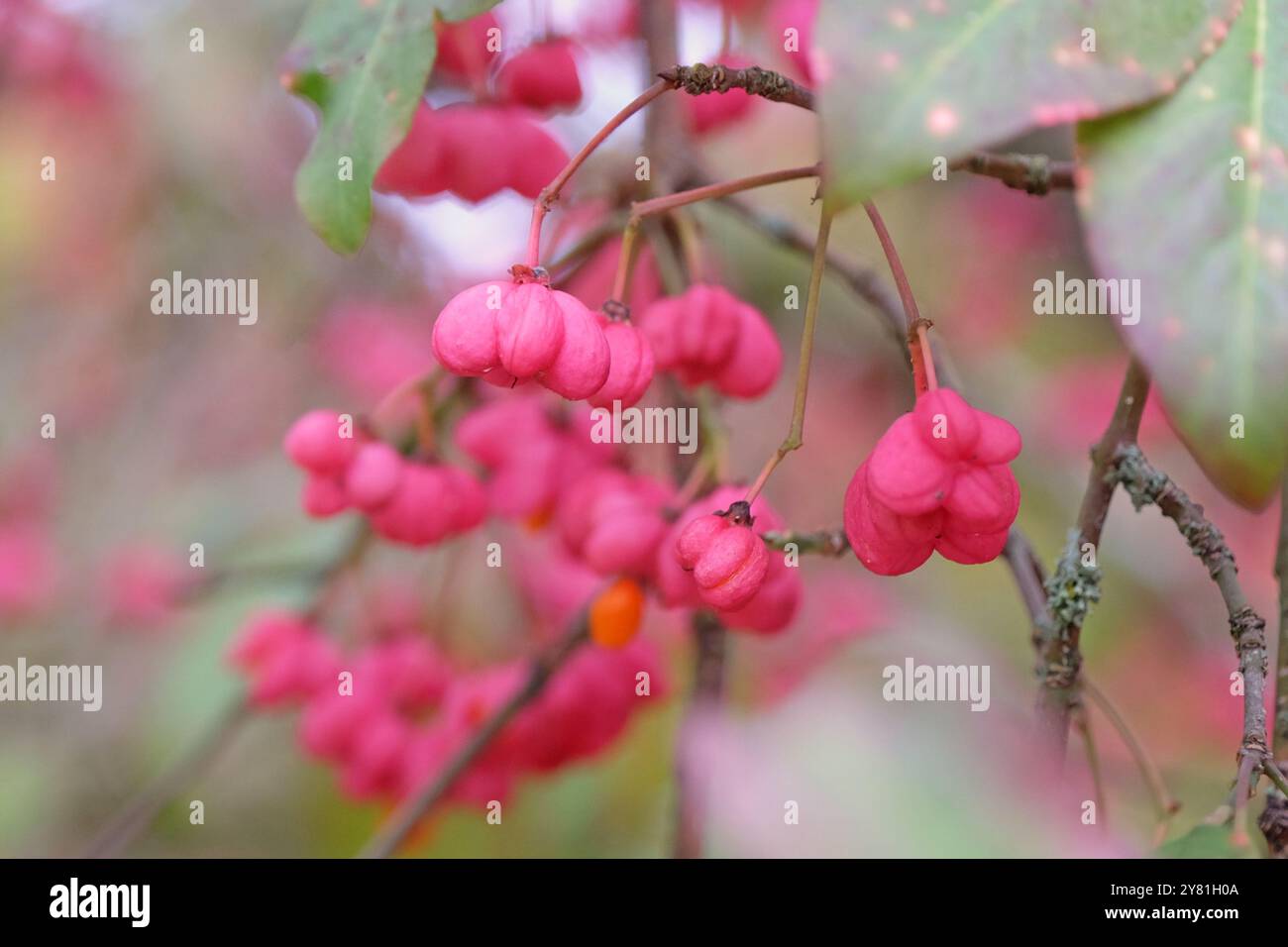 The red berries of Euonymus europaeus ‘Red Cascade’, or Spindle tree in ...