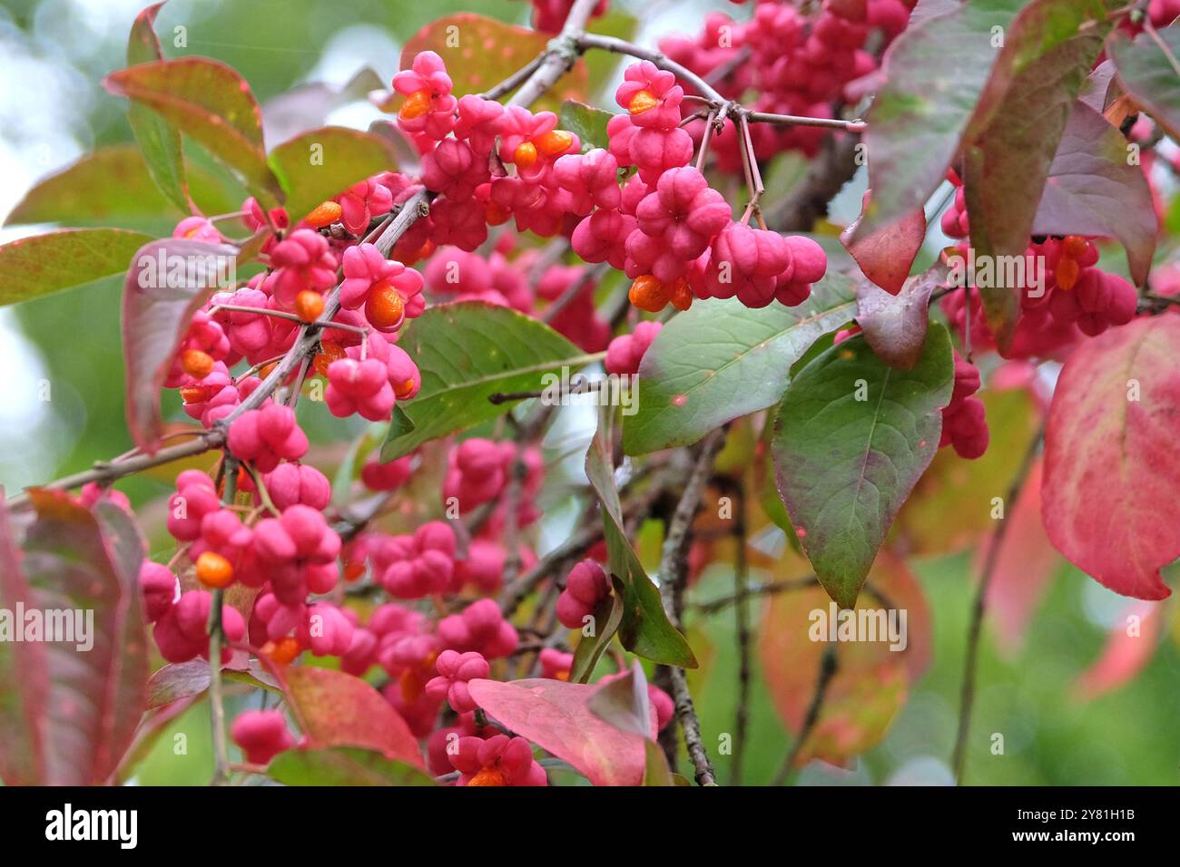 The red berries of Euonymus europaeus ‘Red Cascade’, or Spindle tree in ...