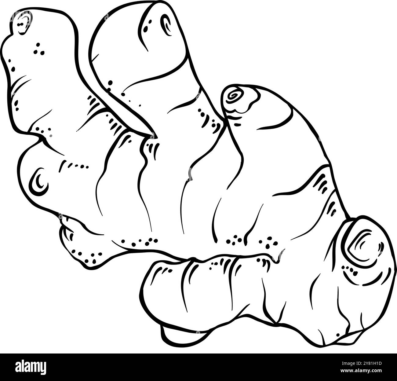 Ginger Root Isolated Outline Illustration Stock Vector Image & Art - Alamy
