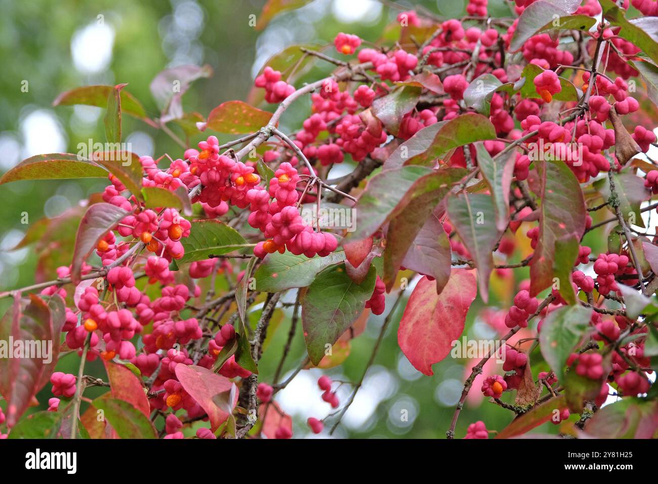 The red berries of Euonymus europaeus ‘Red Cascade’, or Spindle tree in ...