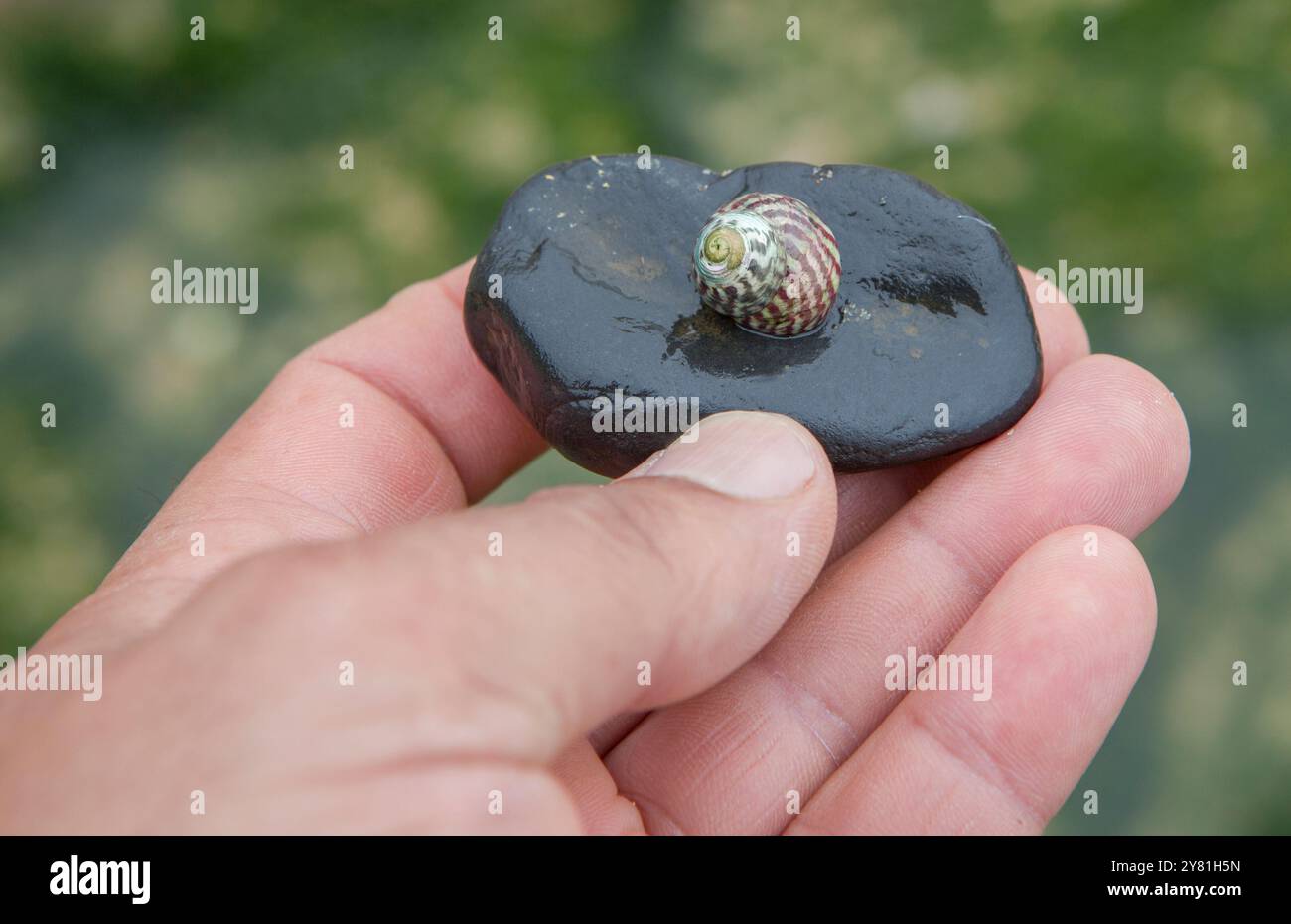 Steromphala umbilicalis, or the flat top shell. Displayed over my hand ...
