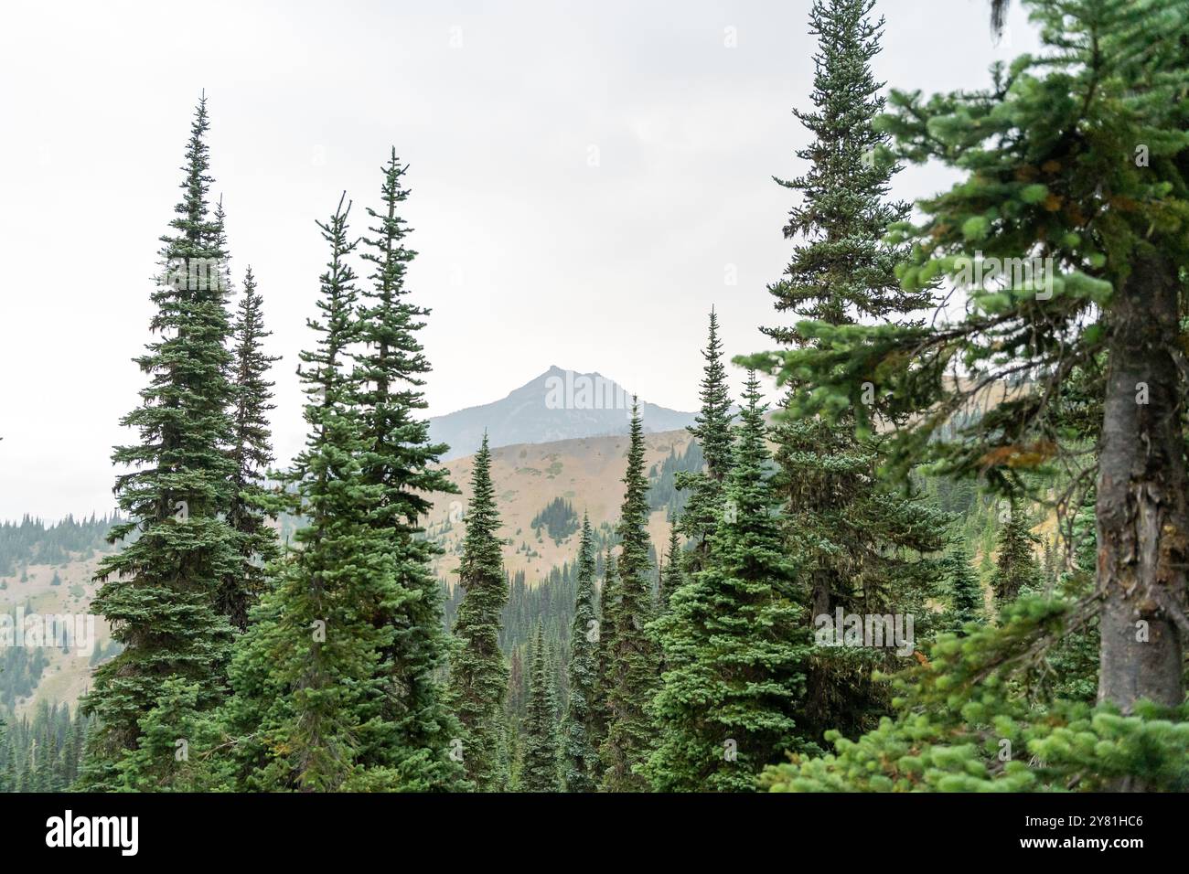 A stunning view of mountains on a rainy day from atop Hurricane Ridge ...