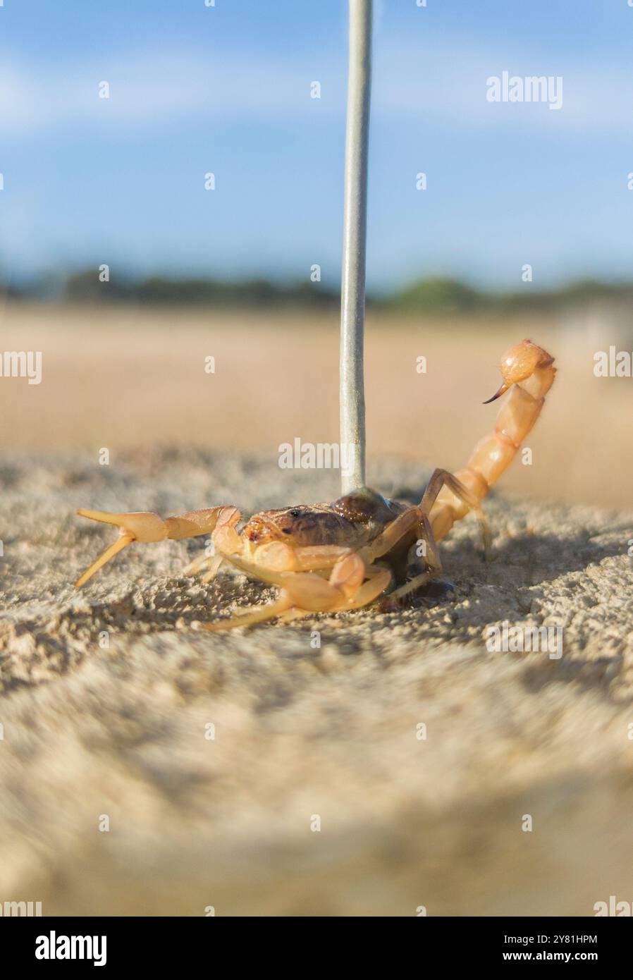 Skewered specimen hi-res stock photography and images - Alamy