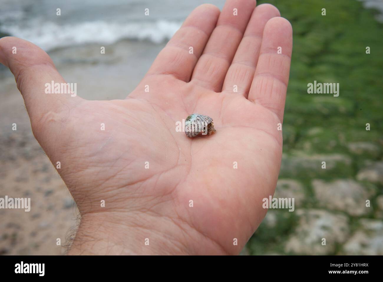 Steromphala umbilicalis or the flat top shell over my hand. Magoito ...