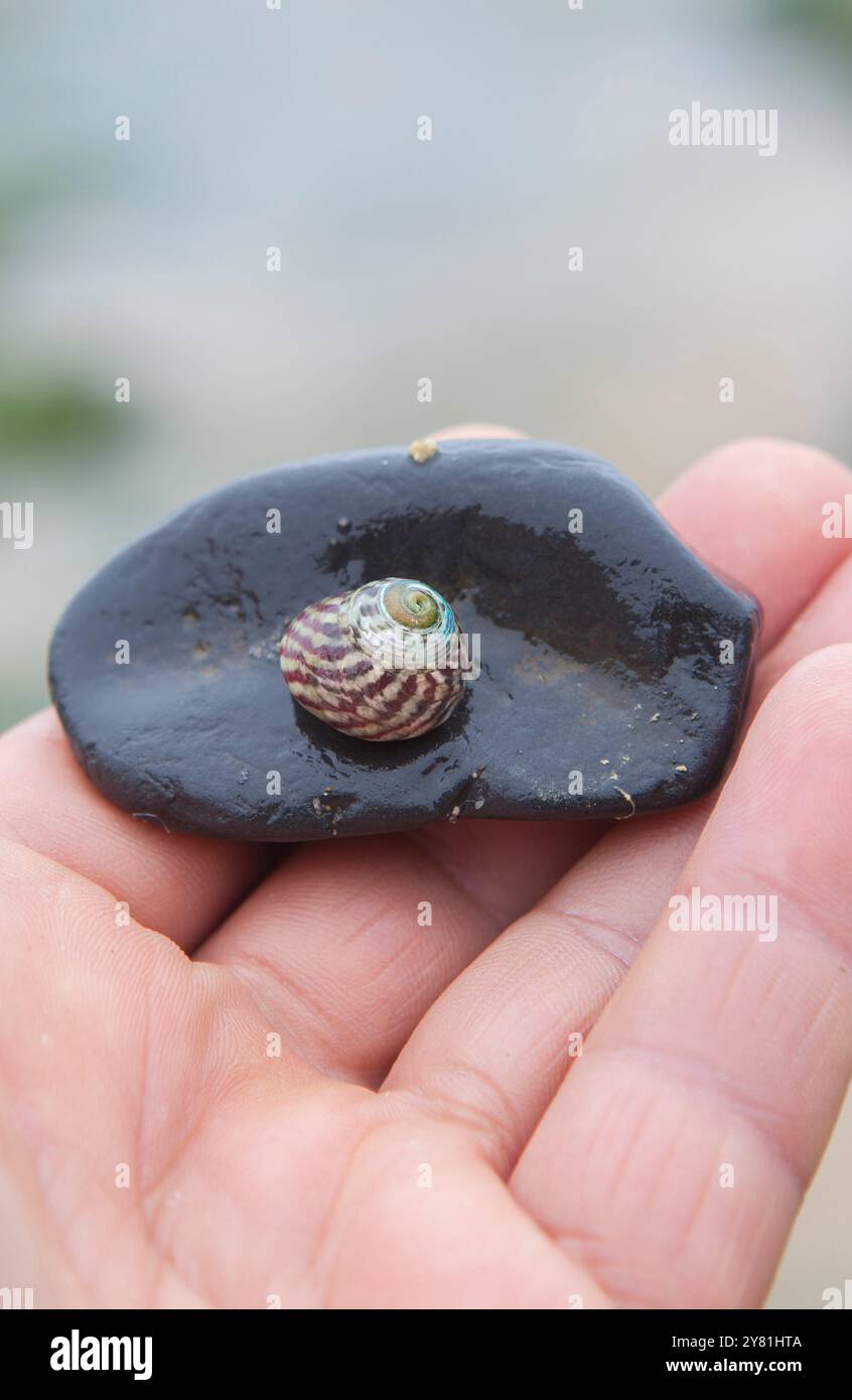 Steromphala umbilicalis, or the flat top shell. Displayed over my hand ...