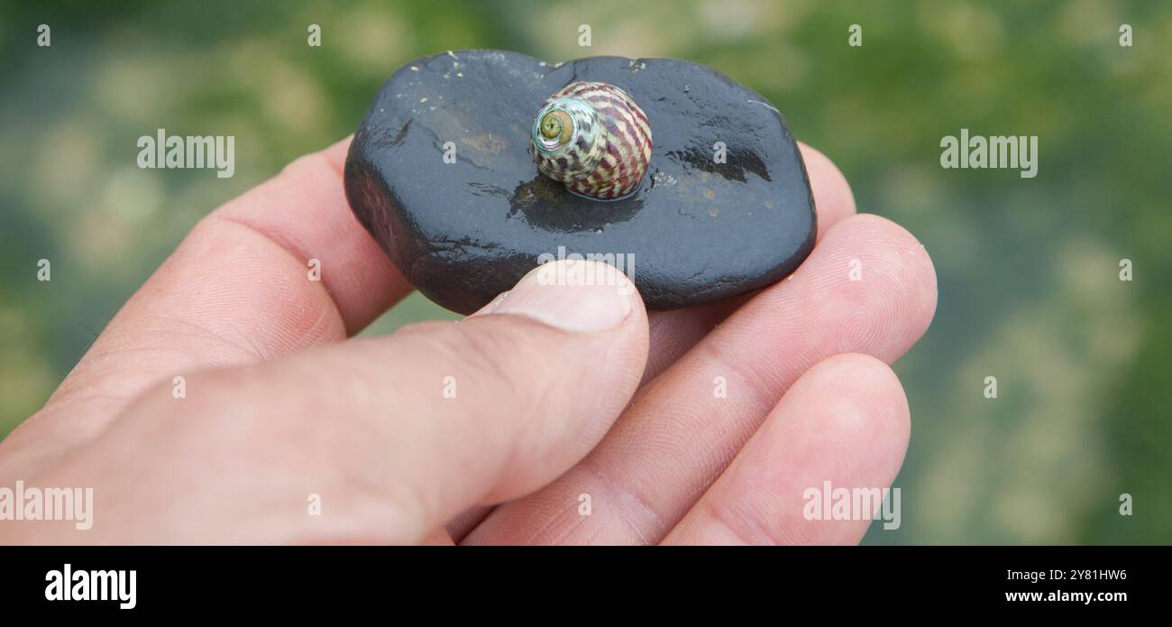 Steromphala umbilicalis, or the flat top shell. Displayed over my hand ...