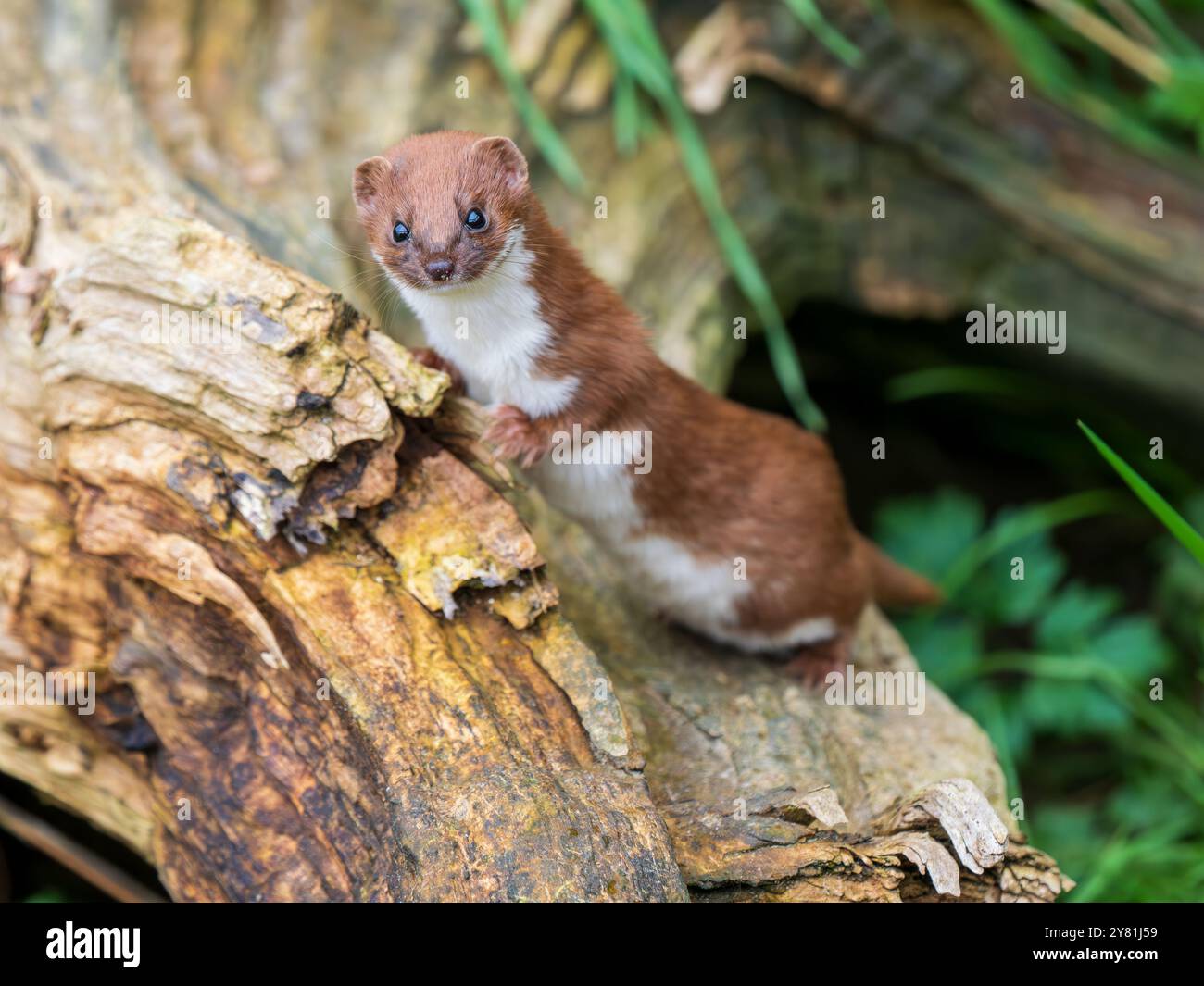 Weasel Looking Out in Grass Bank Stock Photo - Alamy