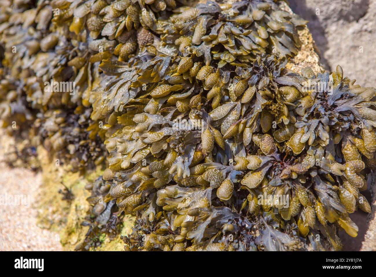 Bladderwrack seaweed or Fucus vesiculosus. Magoito Beach, Sintra ...