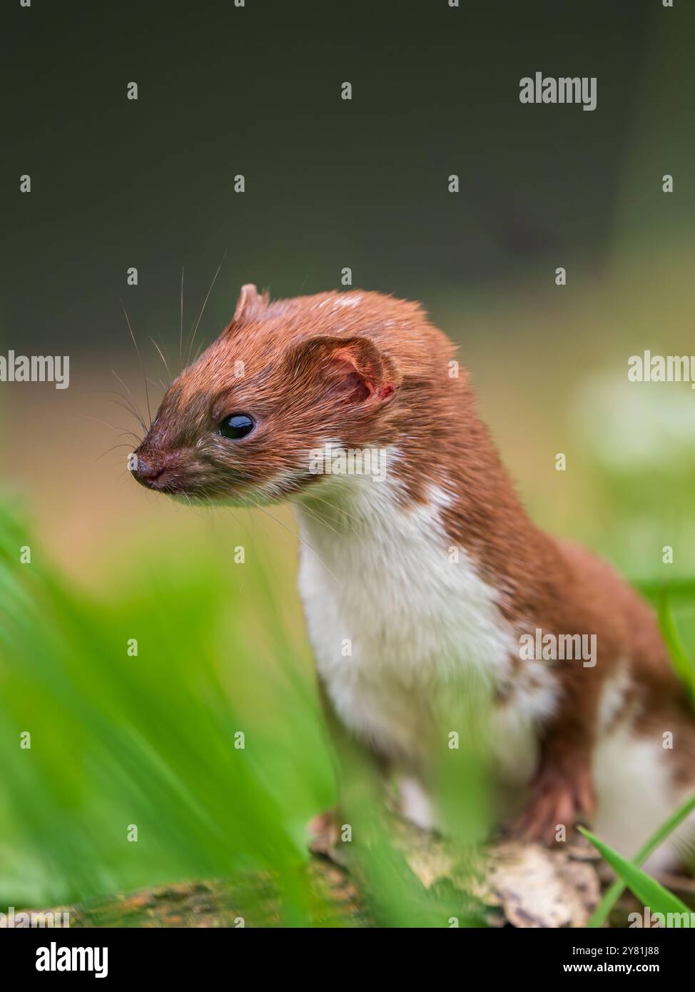 Weasel Looking Out in Grass Bank Stock Photo - Alamy
