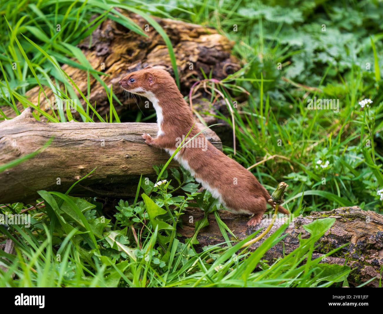 Weasel Looking Out in Grass Bank Stock Photo - Alamy