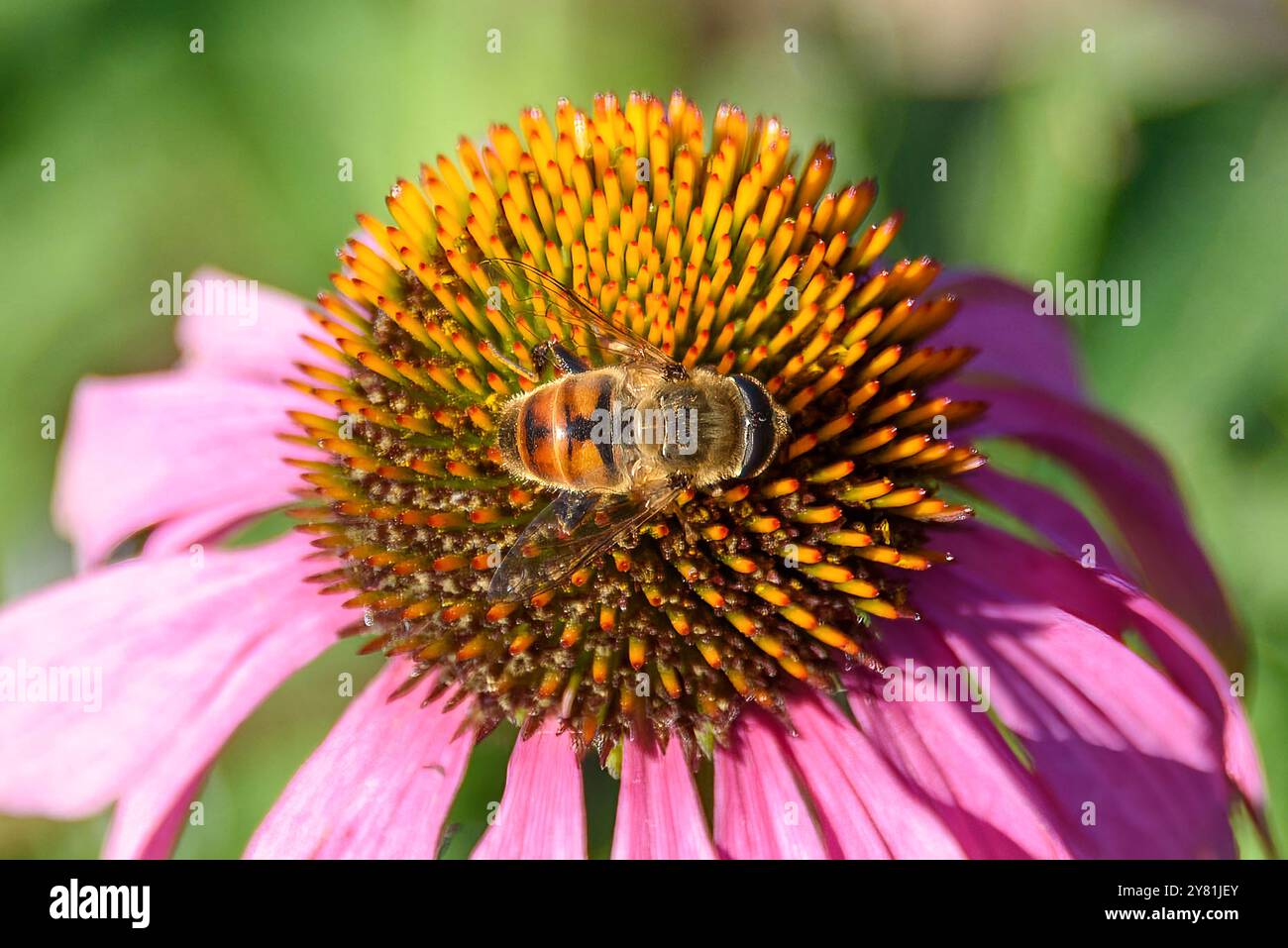 Macro shot of a bee on an echinacea flower, showcasing detailed ...
