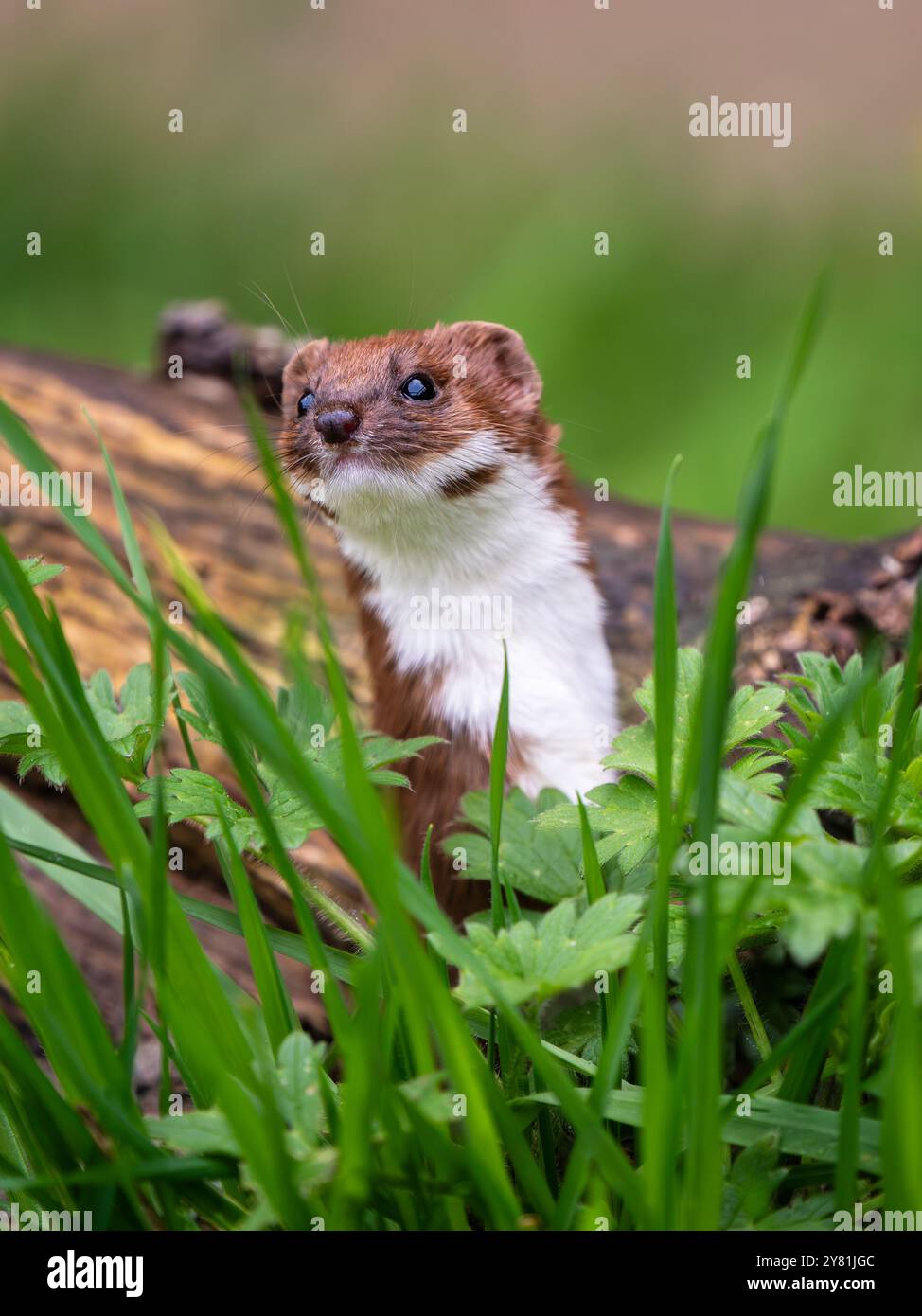 Weasel Looking Out in Grass Bank Stock Photo - Alamy