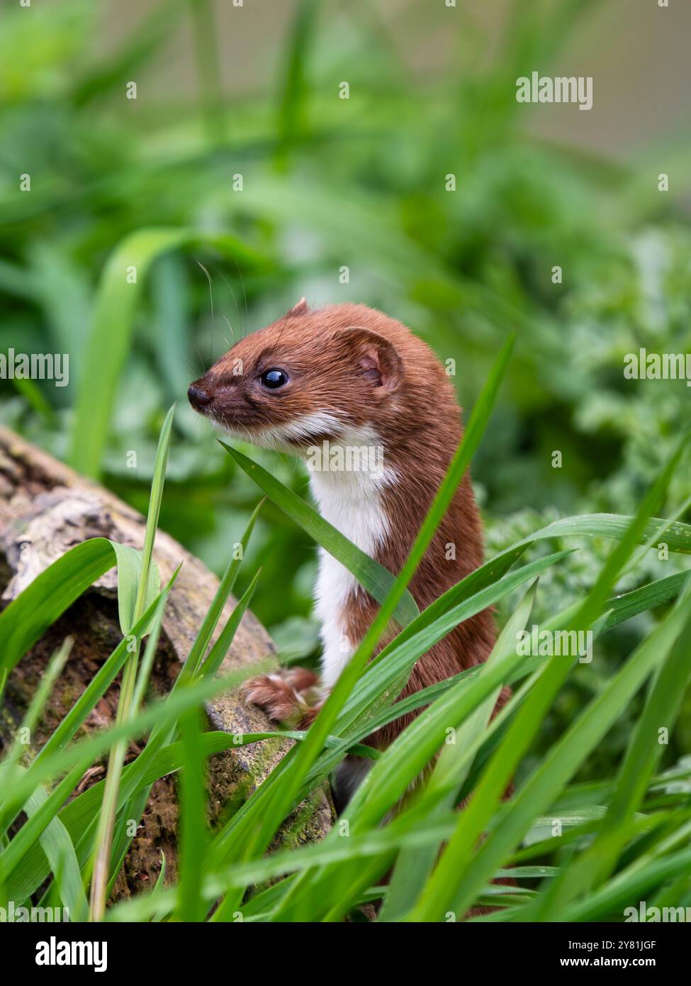 Weasel Looking Out in Grass Bank Stock Photo - Alamy