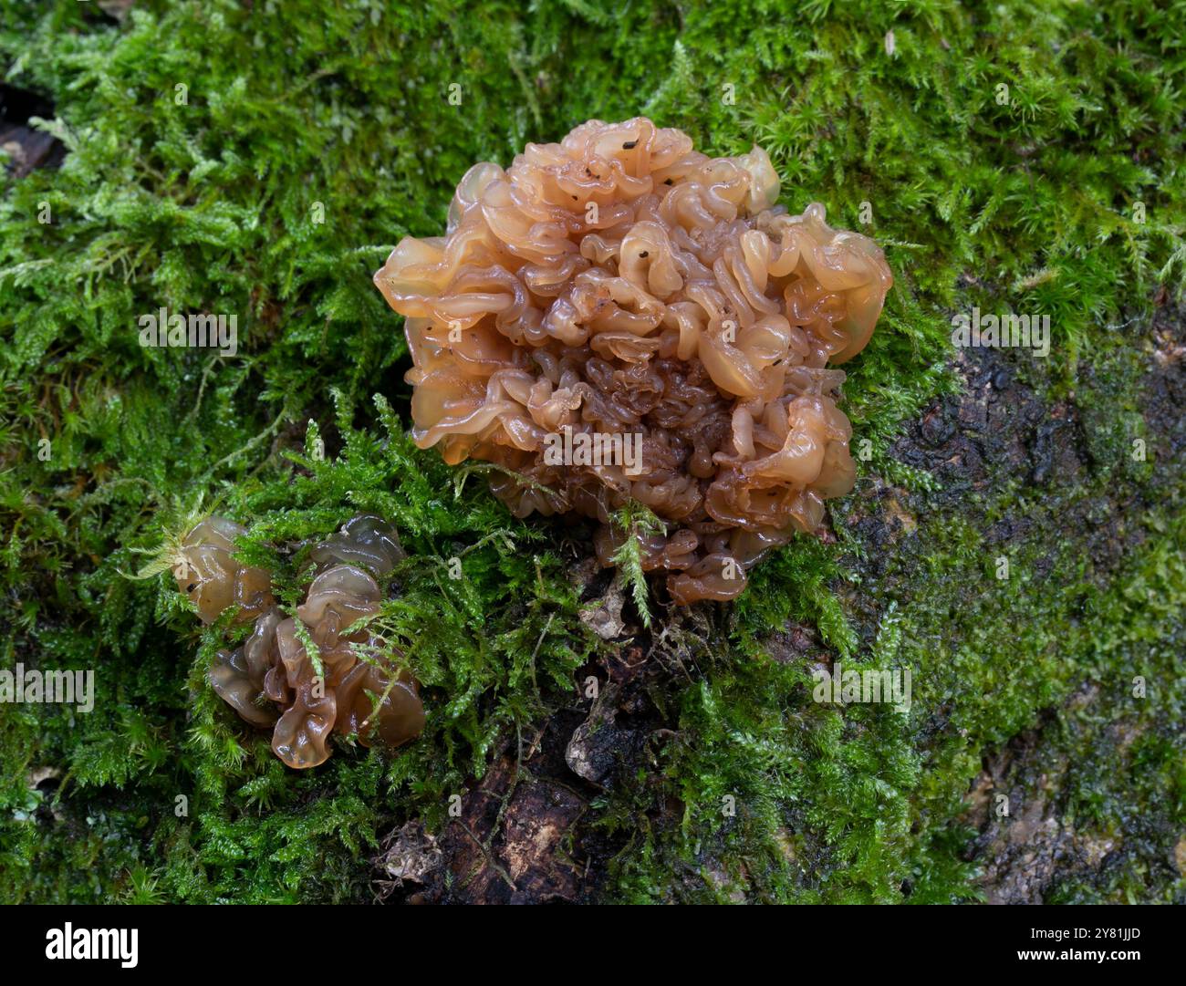 Leafy Brain Fungus - Tremella Foliacea Stock Photo - Alamy