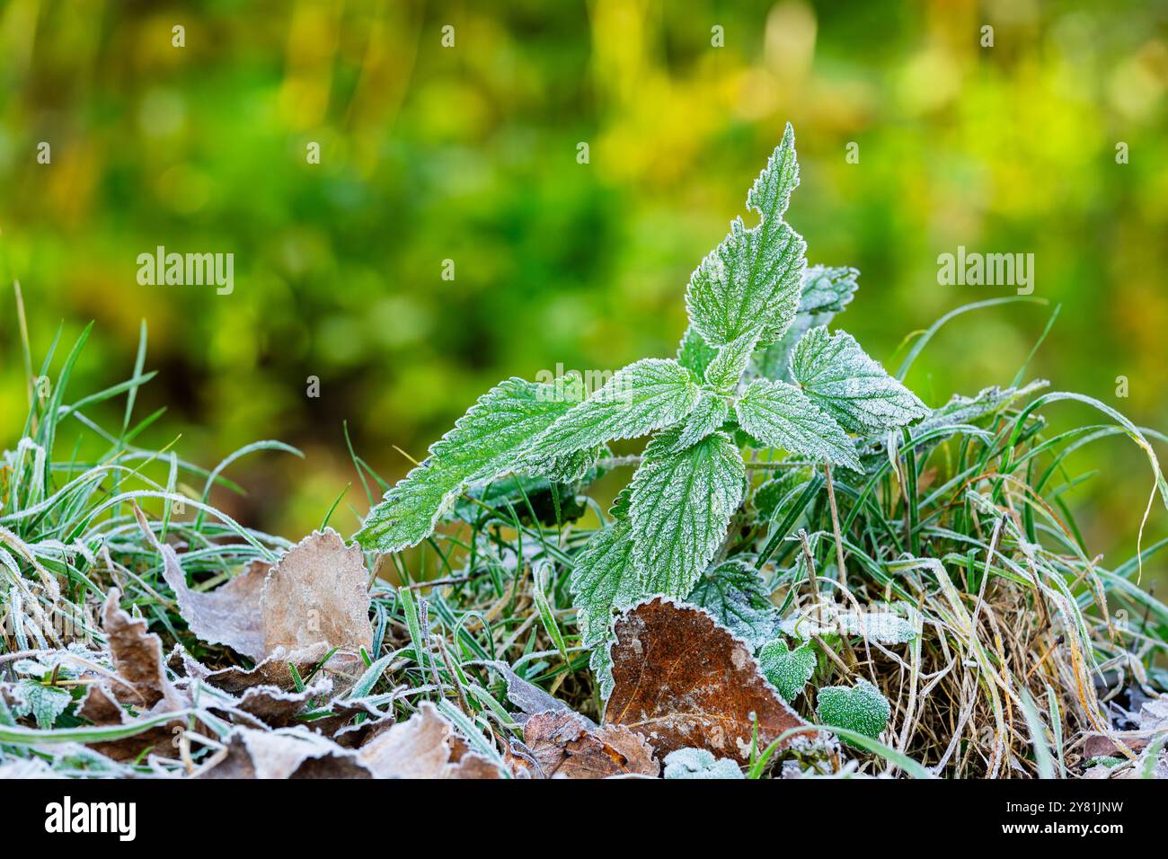 Stinging nettle plant close up covered in frost cold New Zealand ...