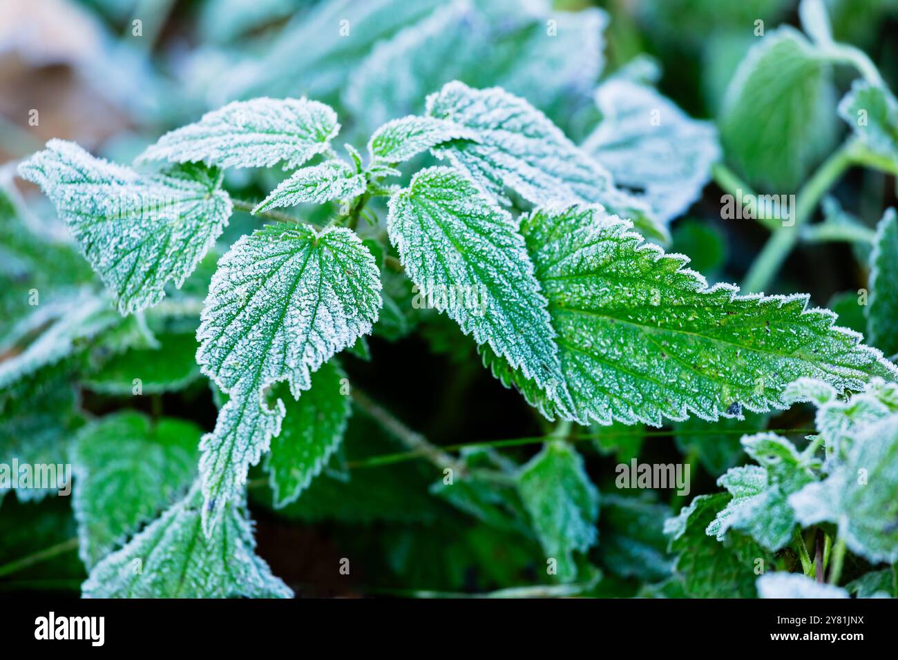Close-up of a nettle plant covered in frost Stock Photo - Alamy