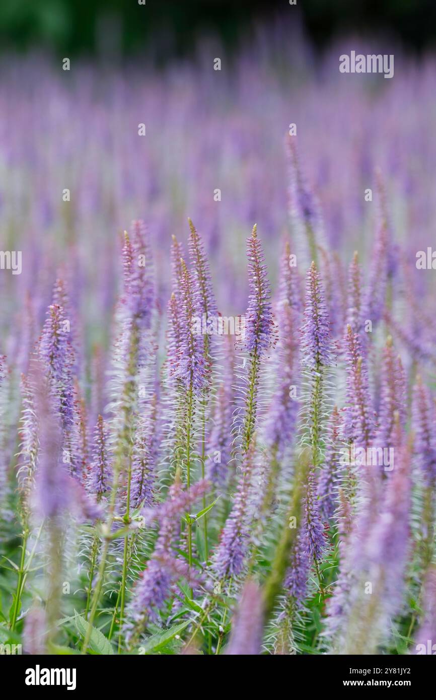 Veronicastrum virginicum 'Fascination' flowers Stock Photo - Alamy