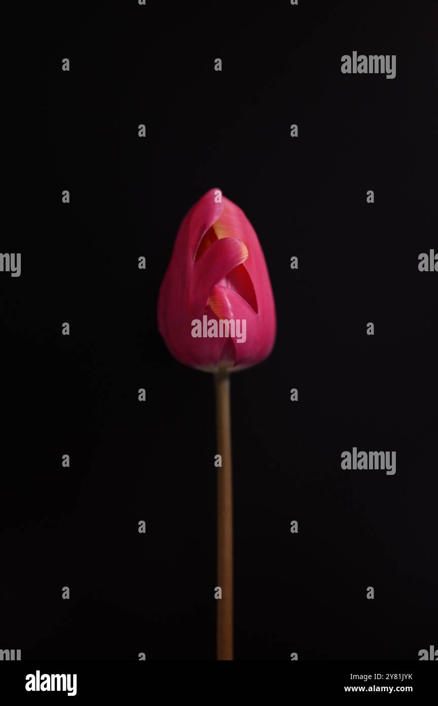 Single pink tulip bud against a black background Stock Photo - Alamy