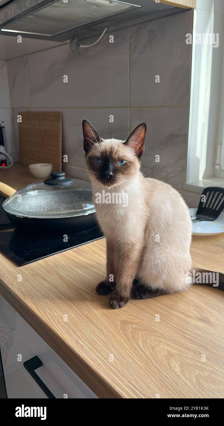 Cute kitten siamese cat at home. Pet concept Stock Photo - Alamy