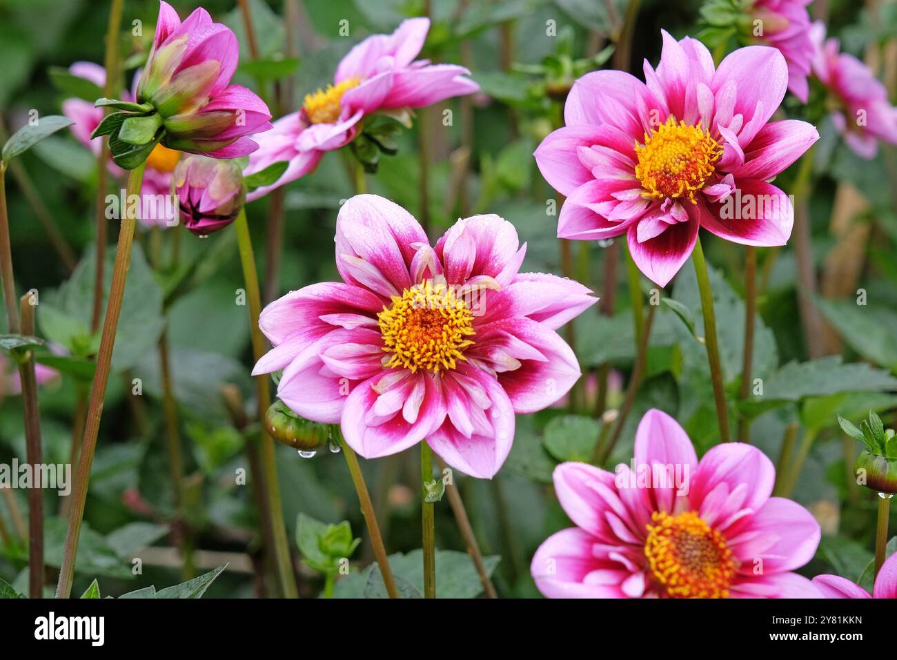 Pink and purple collarette Dahlia ‘Liquid Desire’ in flower Stock Photo ...