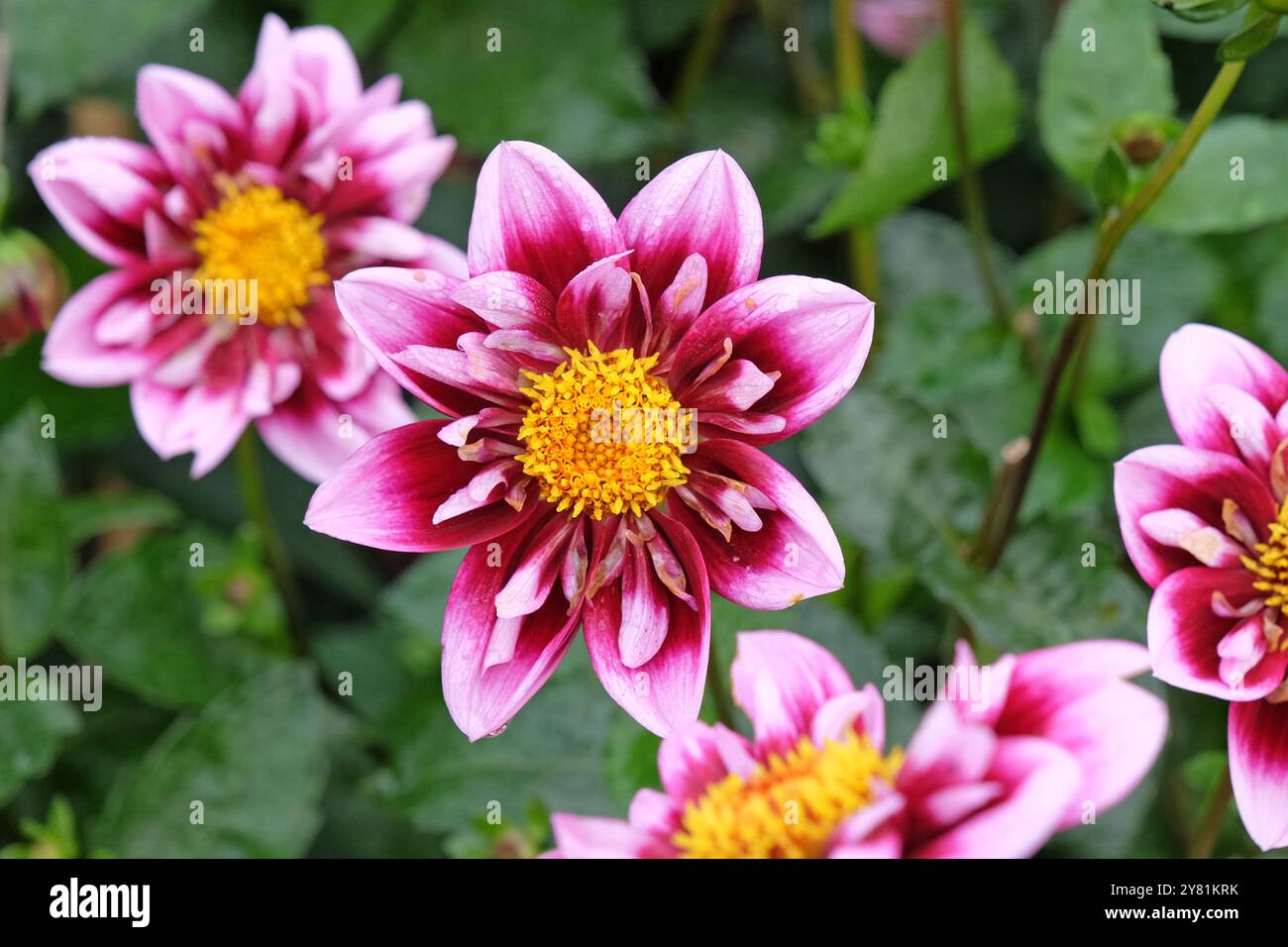 Pink and purple collarette Dahlia ‘Liquid Desire’ in flower Stock Photo ...