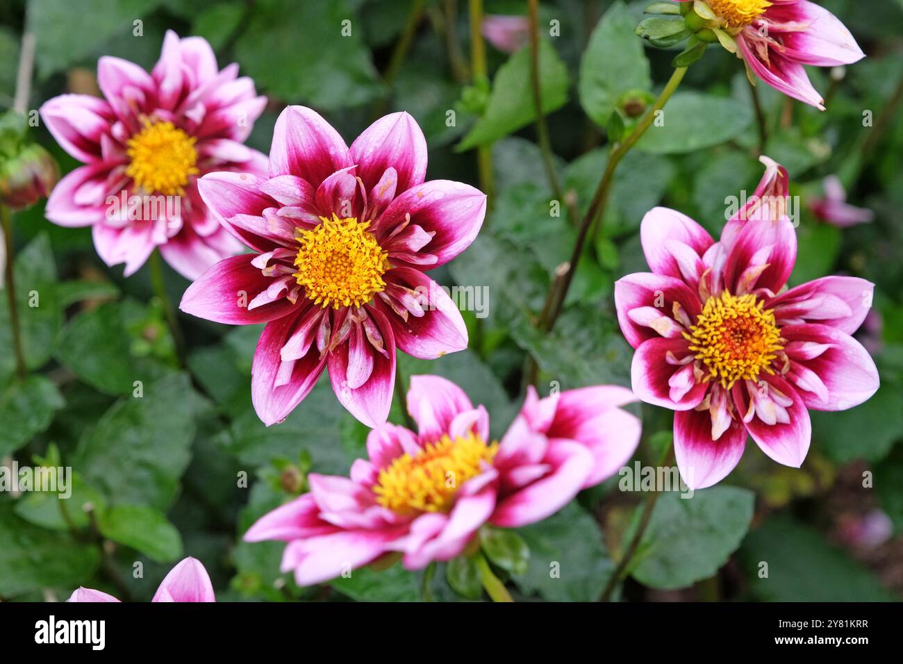 Pink and purple collarette Dahlia ‘Liquid Desire’ in flower Stock Photo ...
