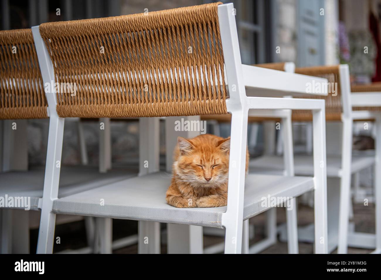 Part of the untamed cat community relaxing in the sunshine on the ...
