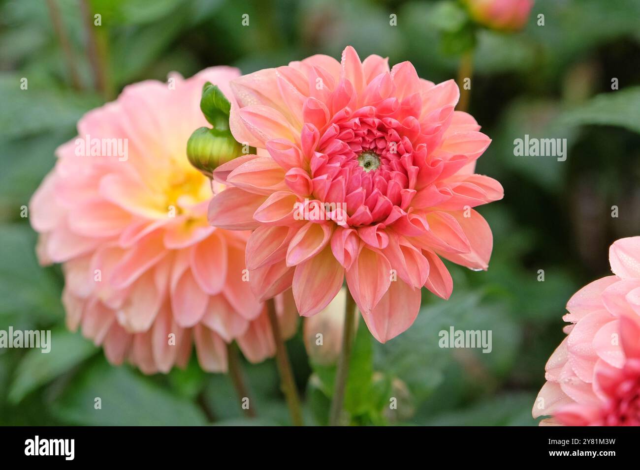 Coral pink and peach decorative dahlia ‘Sebastian’ in flower Stock ...