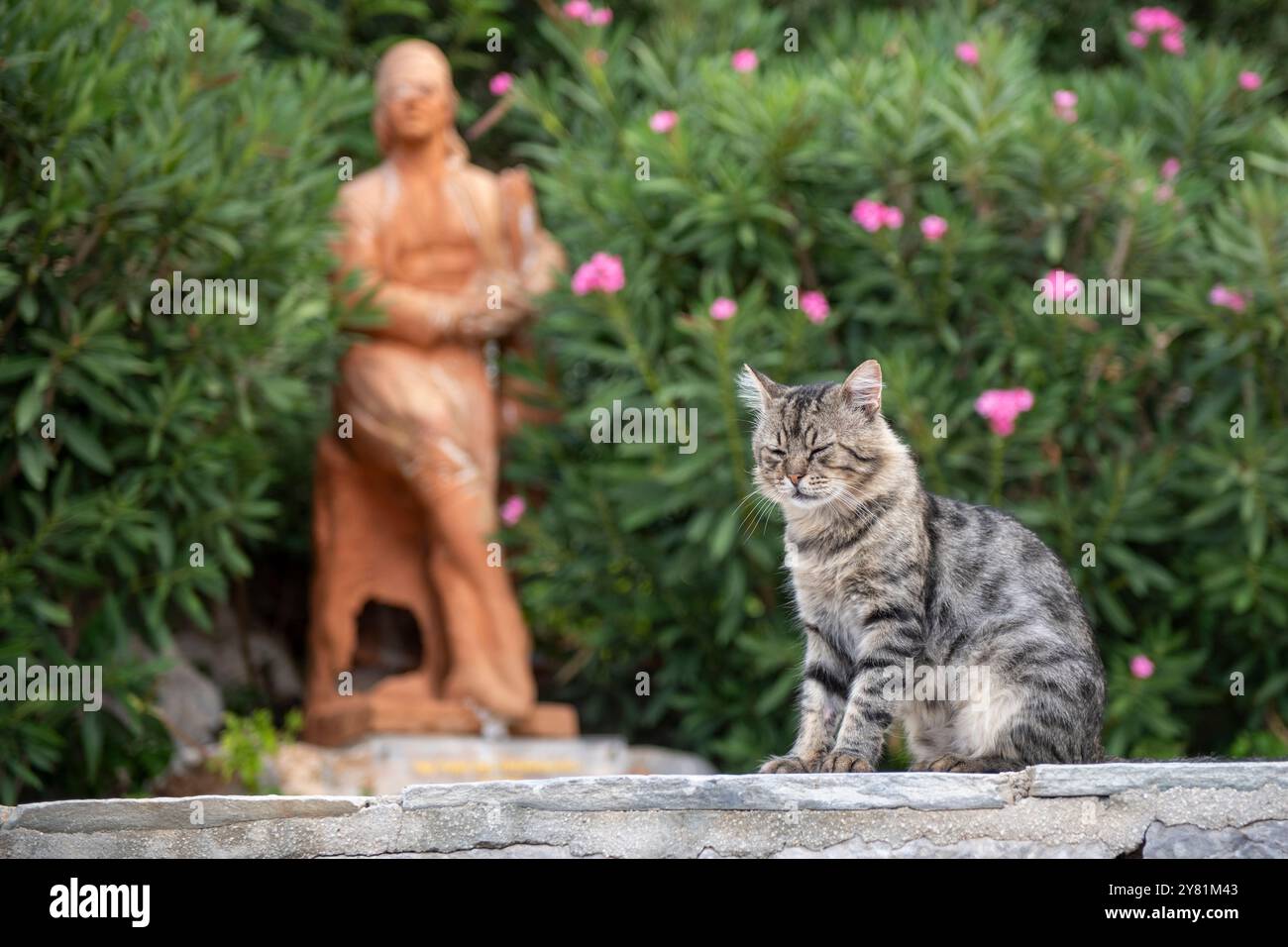 Part of the untamed cat community relaxing in the sunshine on the ...