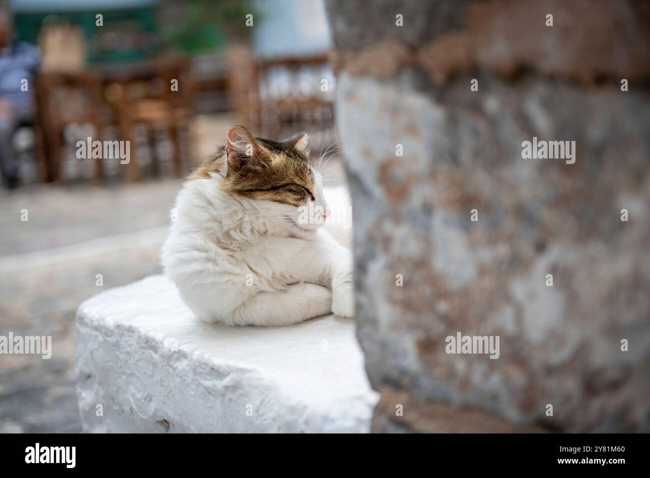 Part of the untamed cat community relaxing in the sunshine on the ...