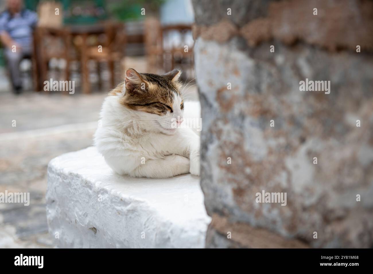 Part of the untamed cat community relaxing in the sunshine on the ...