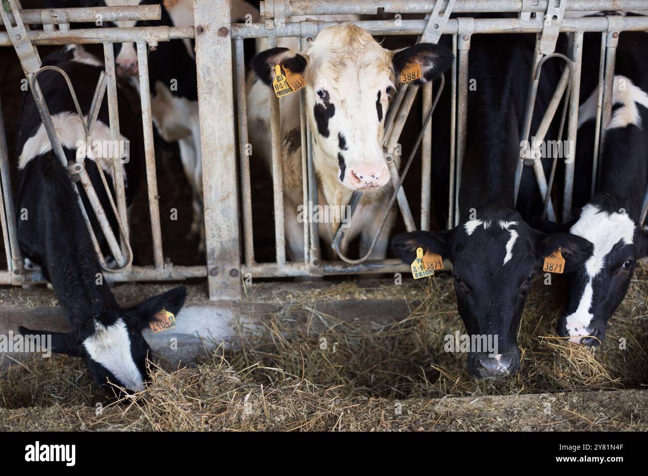 Cow chewing food on farm Stock Photo - Alamy