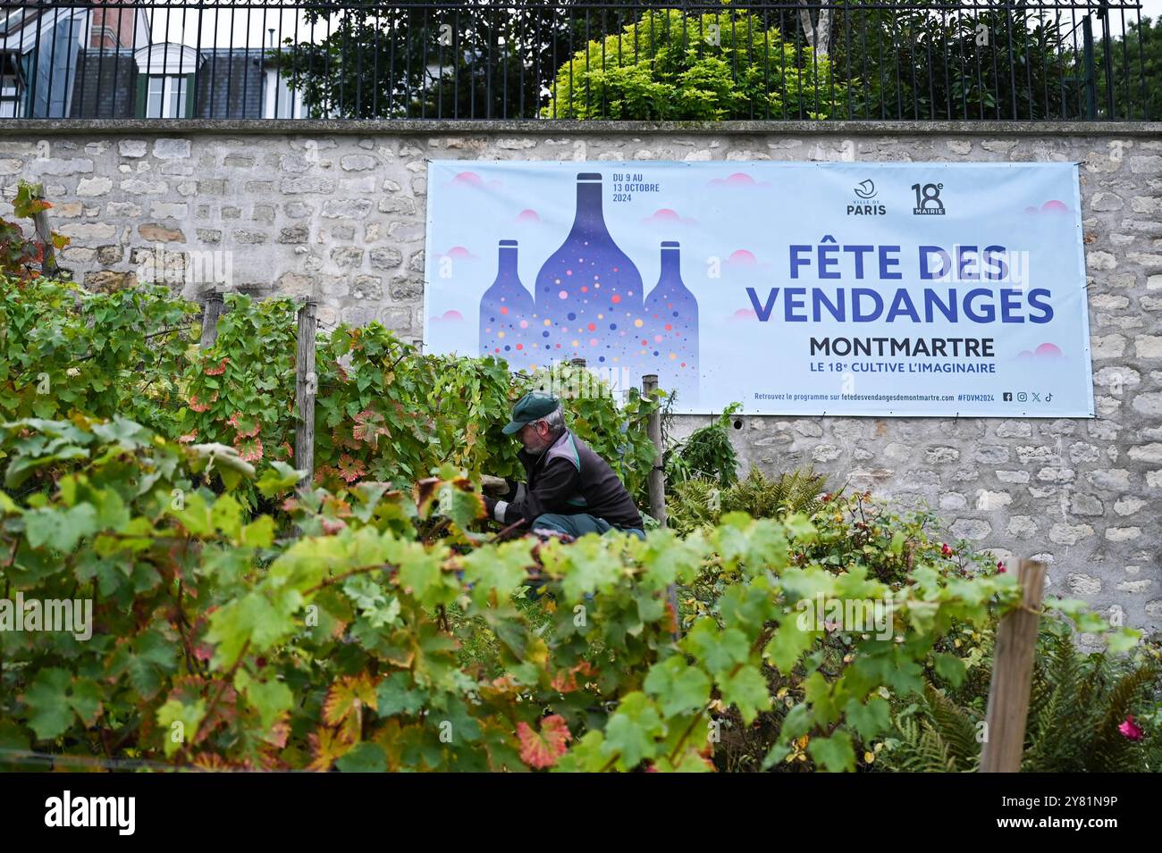 Paris, France. 02nd Oct, 2024. A winegrower cutting grapes at Clos ...