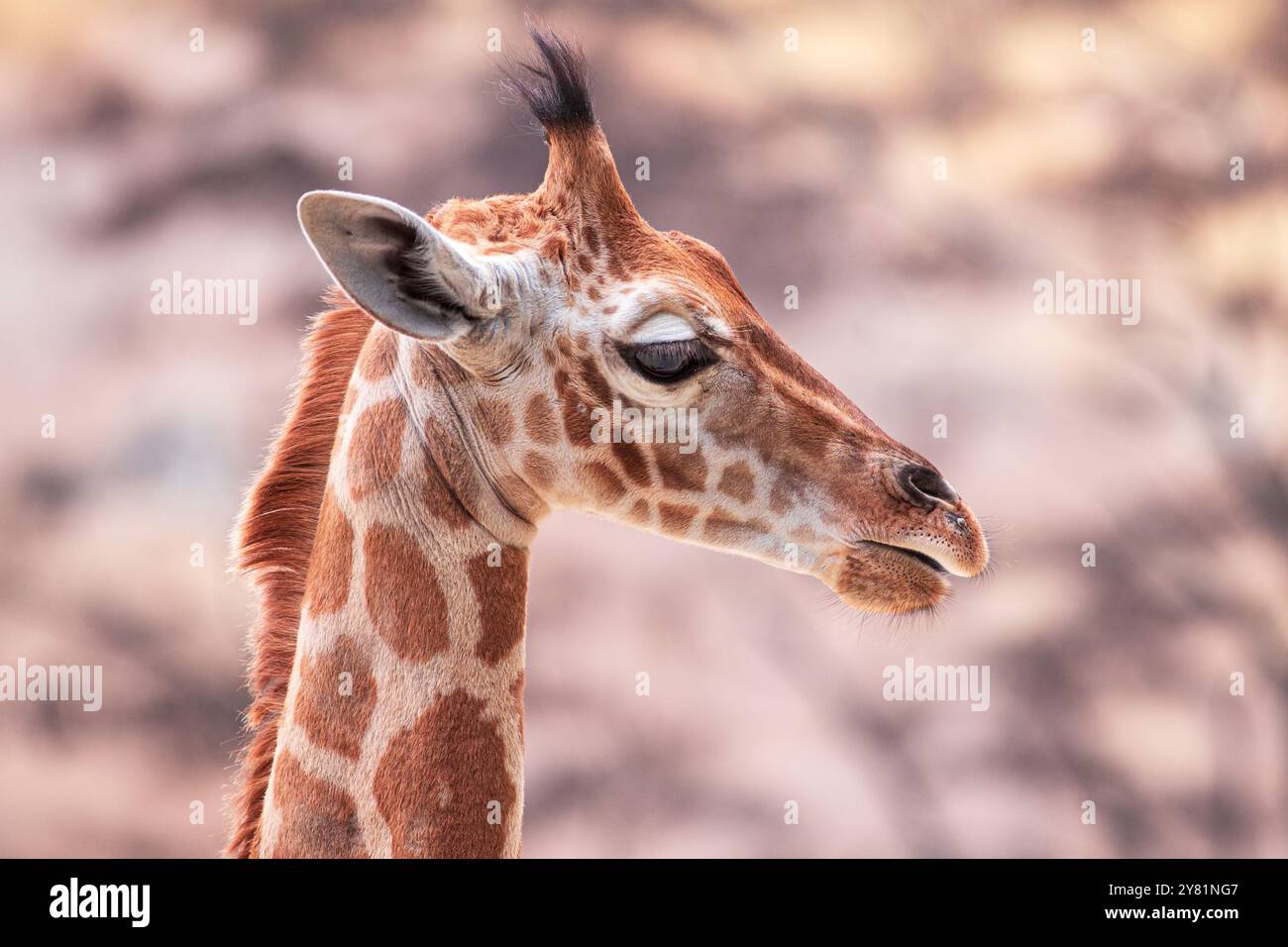 Baby giraffe against blurry trees. Photography taken in France in zoo ...