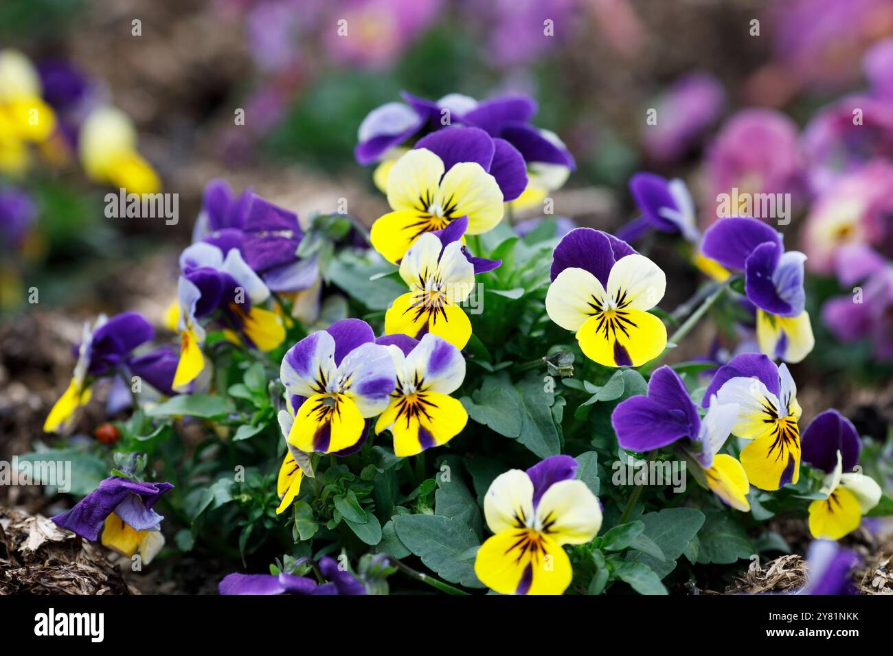 Spring jump hi-res stock photography and images - Alamy