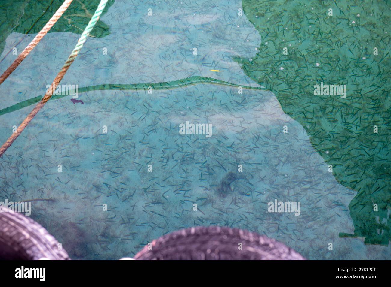 Hundreds and thousands of tiny fish shoal beneath fishing boats moored ...