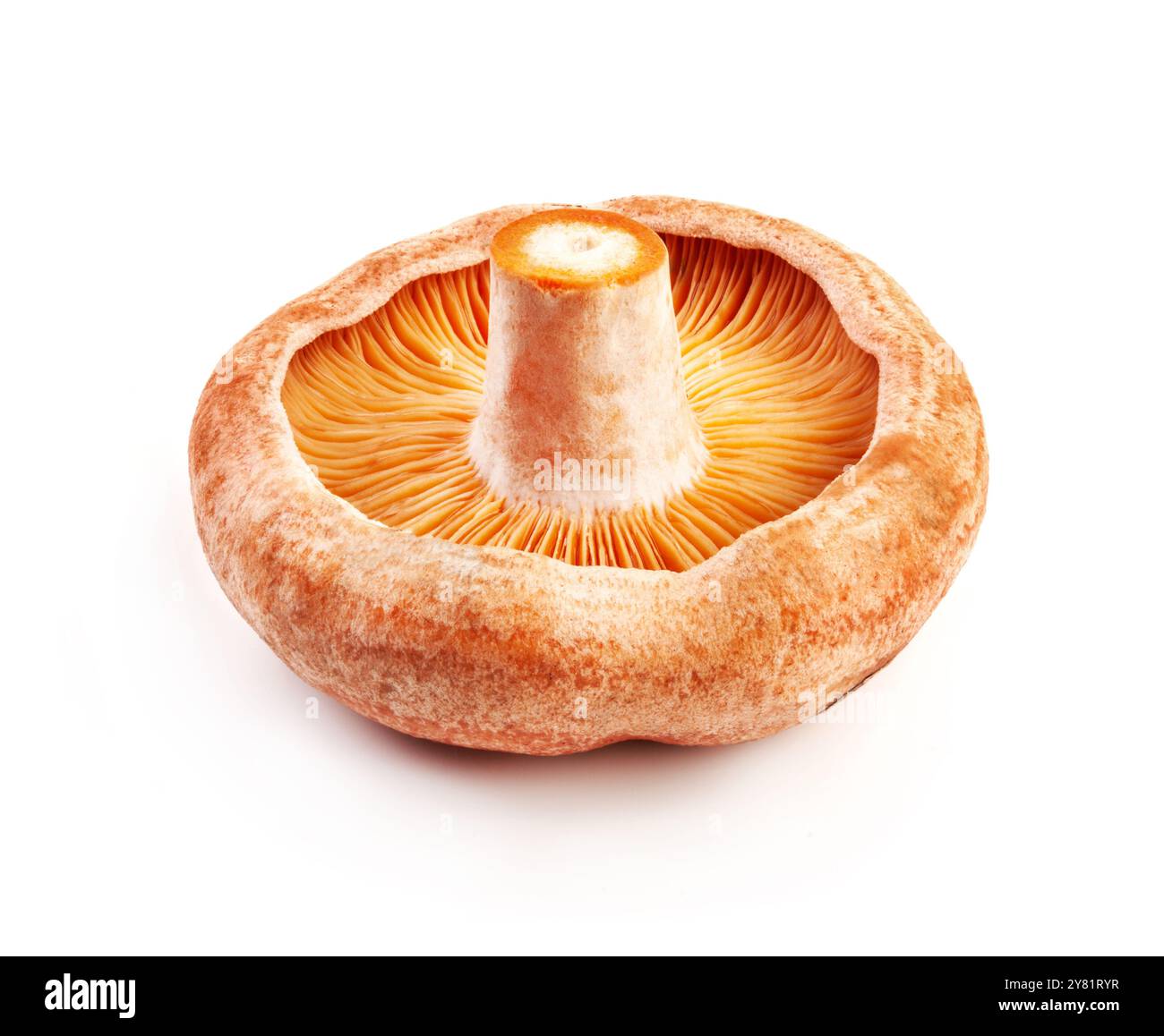 Organic raw wild Saffron milk cap mushrooms (Lactarius deliciosus ...