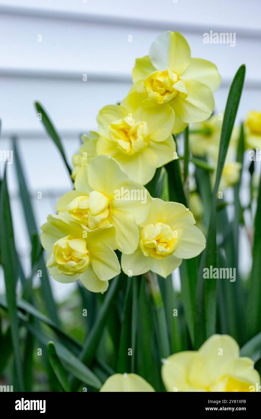 Bright yellow double daffodils bloom in a front garden Stock Photo - Alamy