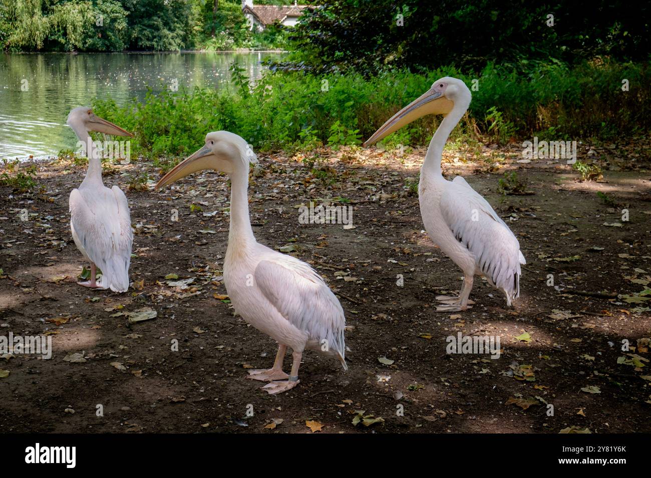 Pelicans in St James's Park London Stock Photo - Alamy