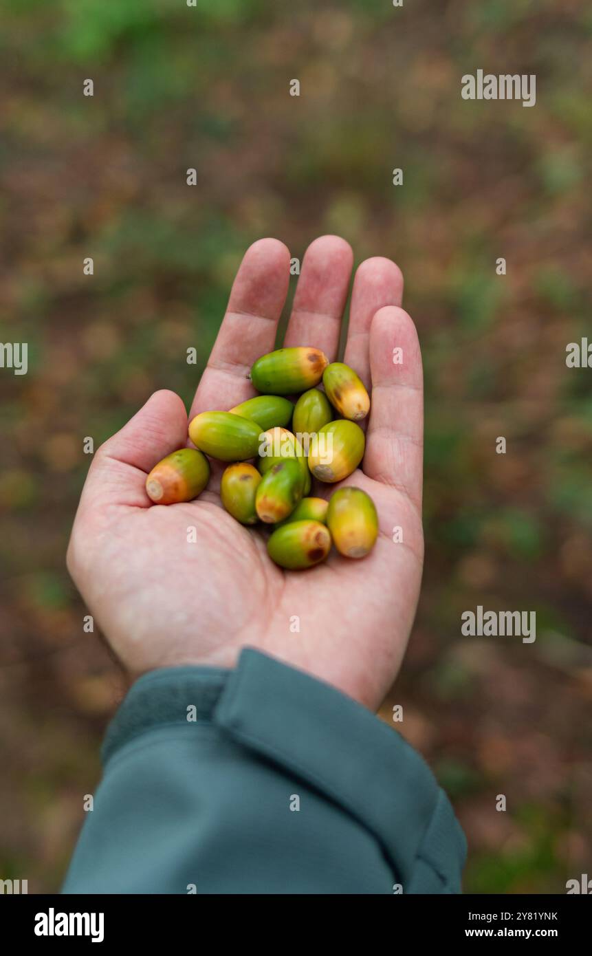 Caucasian male hand holding acorns in his open palm. Close up shot ...