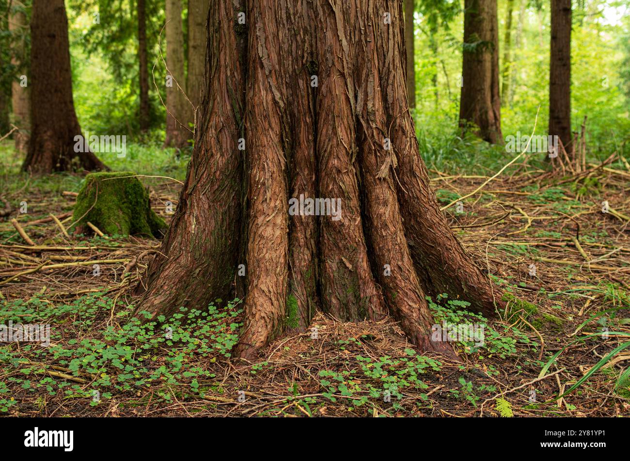 Large tree trunk stump and bark in a forest. Close up shot, low angle ...