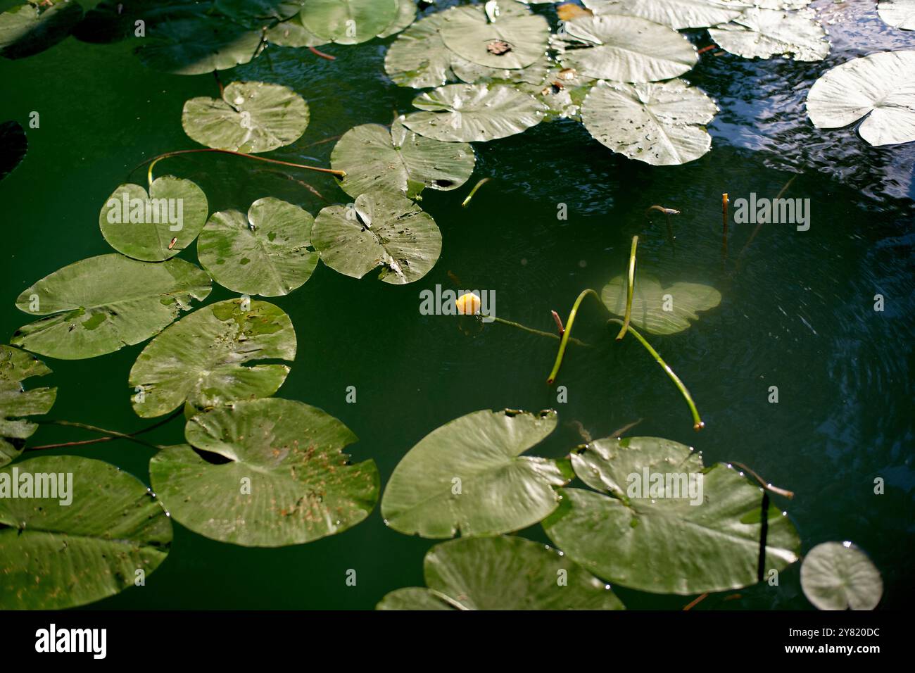 A serene pond surface covered with green lily pads and a single yellow ...